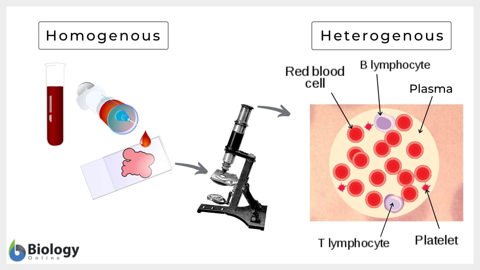 Homogenous - Definition and Examples - Biology Online Dictionary