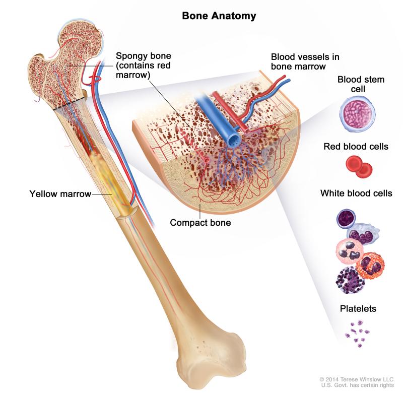 Substance - Definition and Examples - Biology Online Dictionary