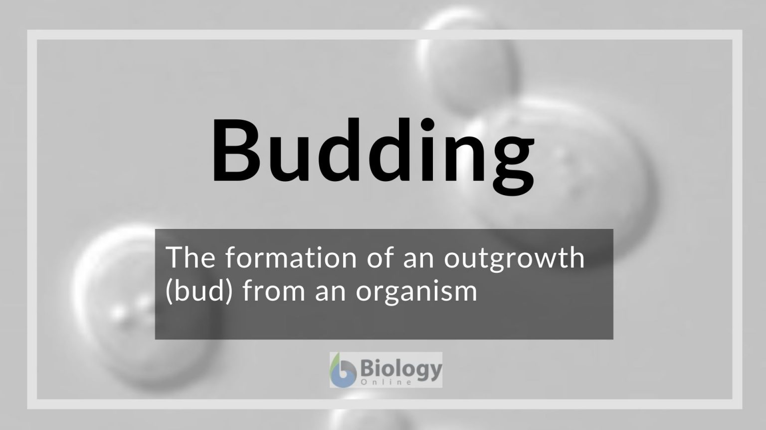 Budding Definition and Examples - Biology Online Dictionary