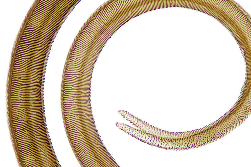 Proboscis Definition and Examples - Biology Online Dictionary