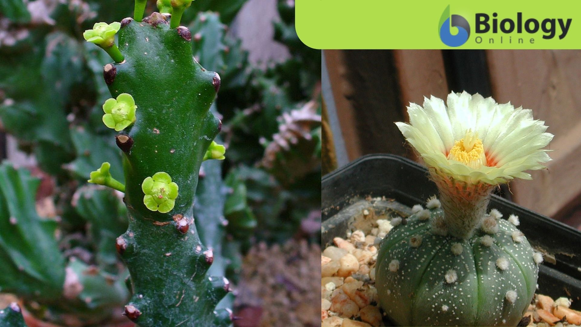 Analogous - Definition and Examples - Biology Online Dictionary