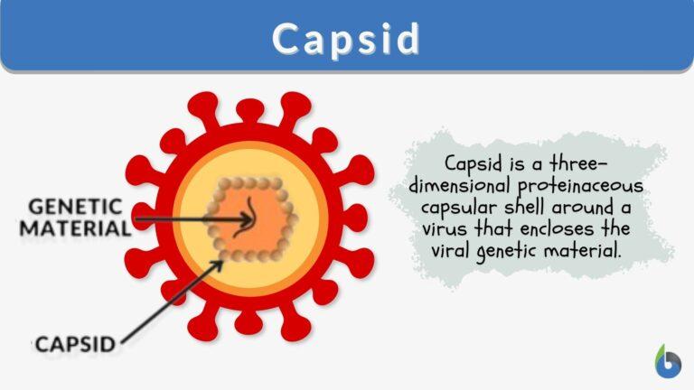 Capsid Definition and Examples - Biology Online Dictionary