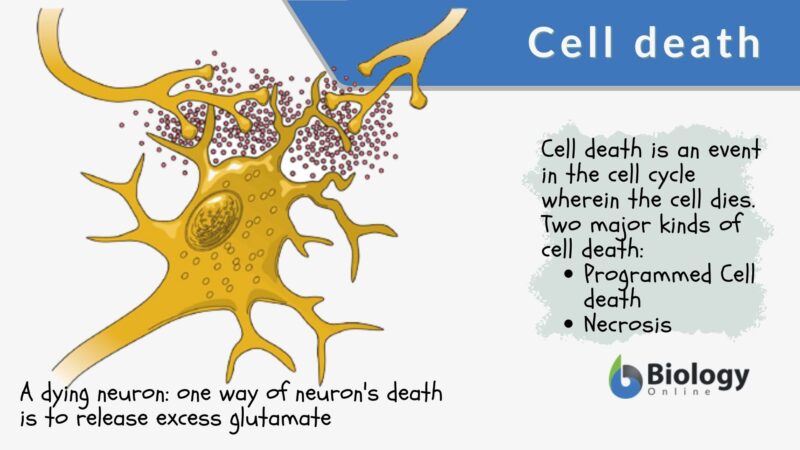 Cell death Definition and Examples - Biology Online Dictionary