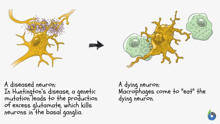 Cell death Definition and Examples - Biology Online Dictionary
