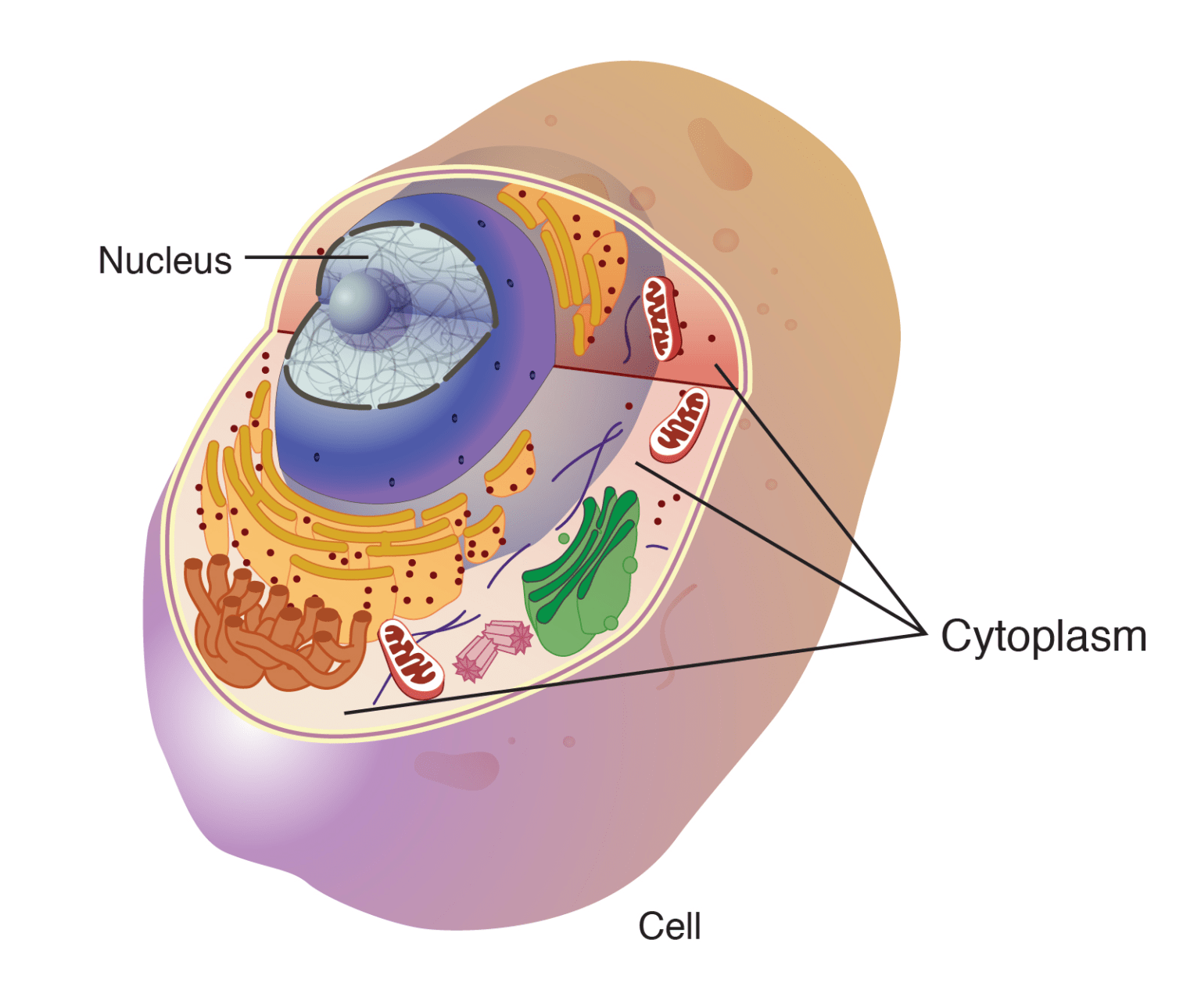 Cytoplasm - Definition and Examples - Biology Online Dictionary