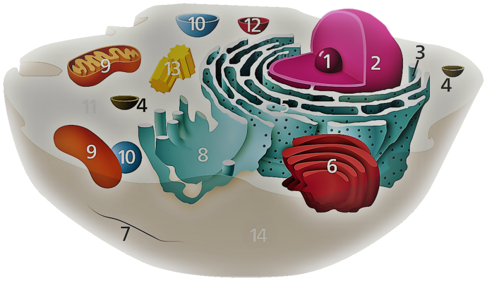 Eukaryote - Definition and Examples - Biology Online Dictionary