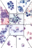 Cytology Definition and Examples - Biology Online Dictionary