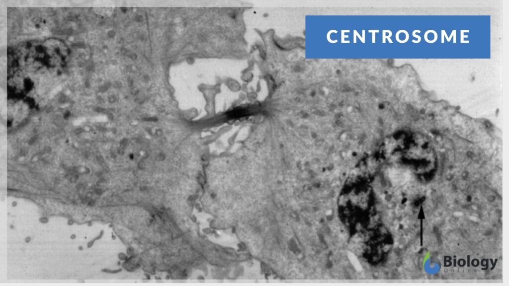 Centrosome Definition and Examples - Biology Online Dictionary