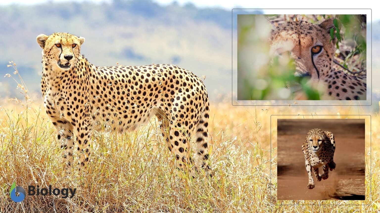Predation Definition And Examples Biology Online Dictionary