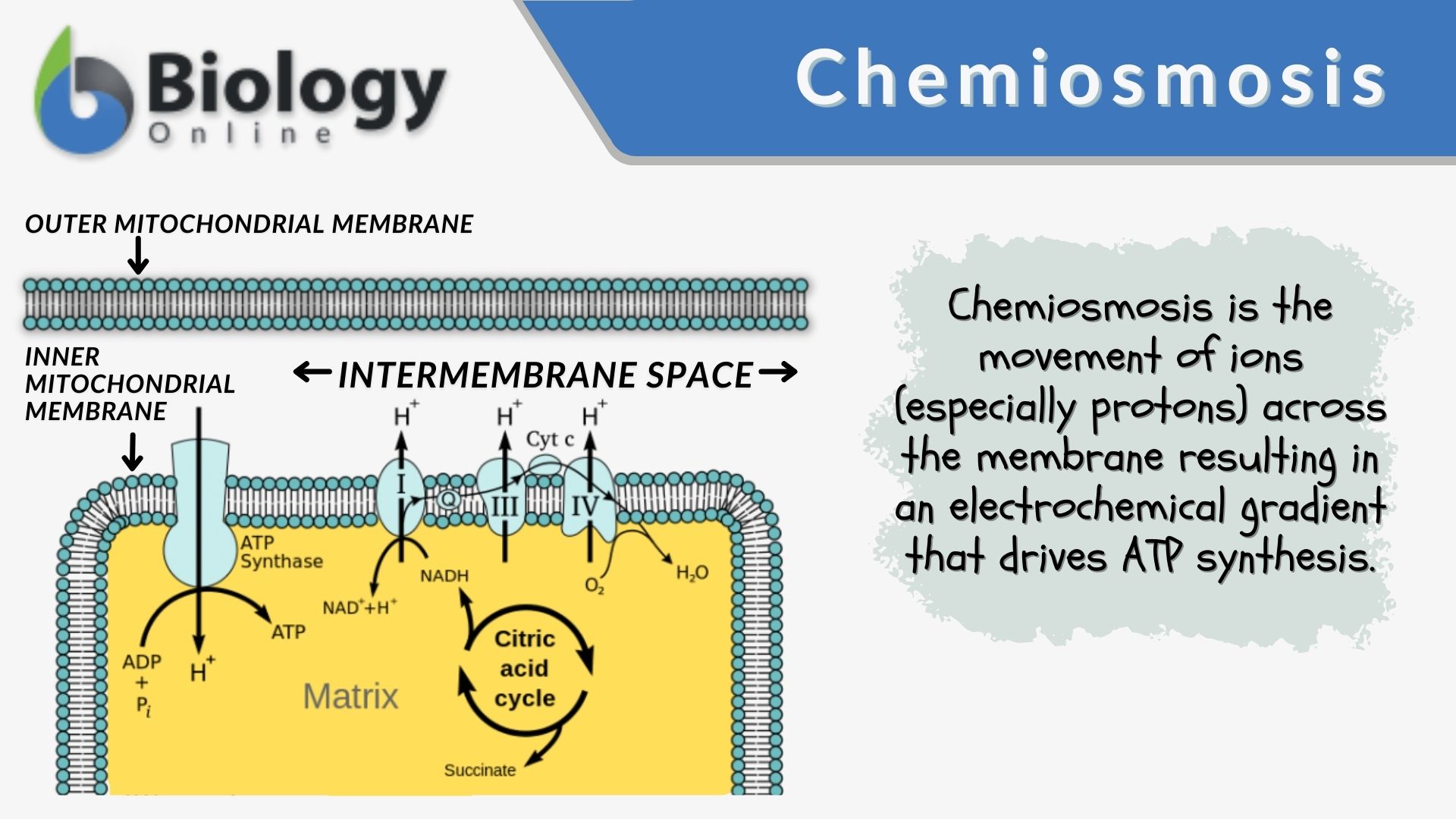 Chemiosmosis
