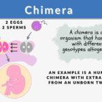 Chimera Definition and Examples - Biology Online Dictionary
