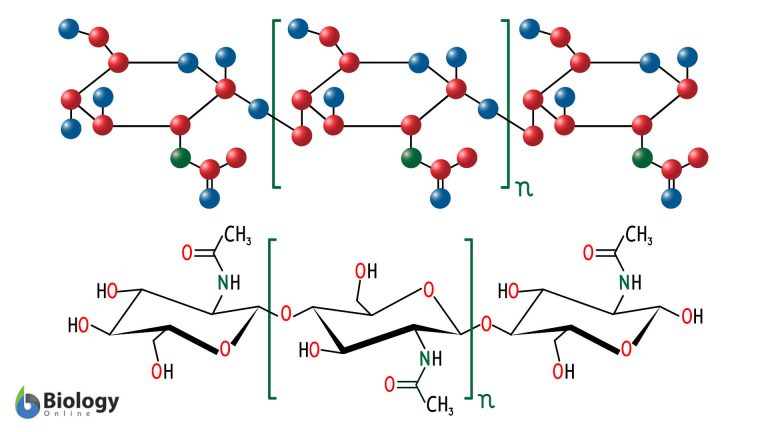 Chitin Definition and Examples - Biology Online Dictionary