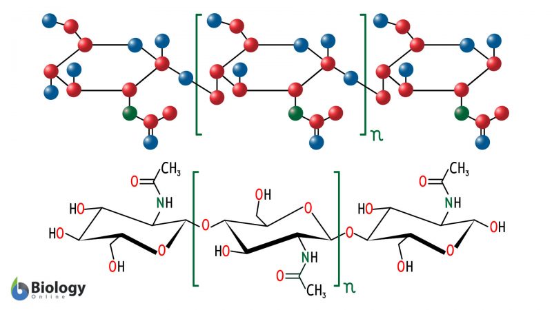 Chitin Definition and Examples - Biology Online Dictionary