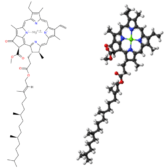 Chlorophyll Definition and Examples - Biology Online Dictionary