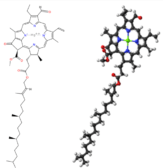 Chlorophyll Definition and Examples - Biology Online Dictionary