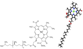 Chlorophyll Definition and Examples - Biology Online Dictionary