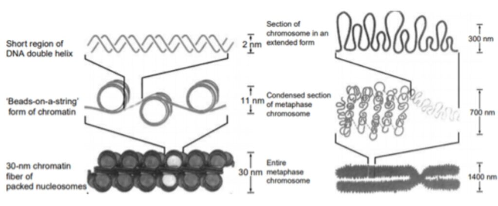 Chromatin - Definition and Examples - Biology Online Dictionary
