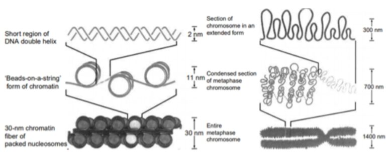 Chromatin - Definition and Examples - Biology Online Dictionary