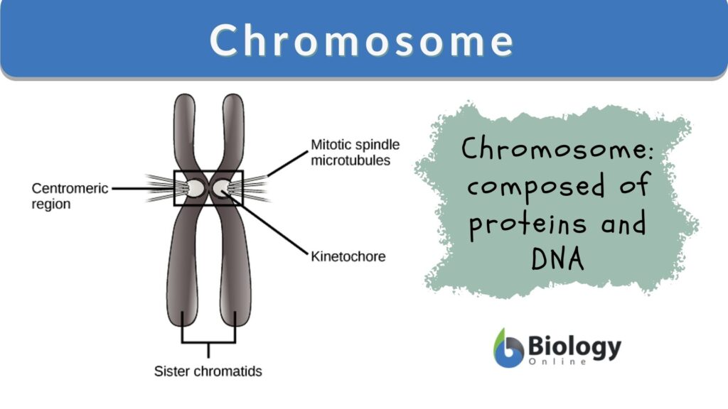 Chromosome - Definition and Examples - Biology Online Dictionary