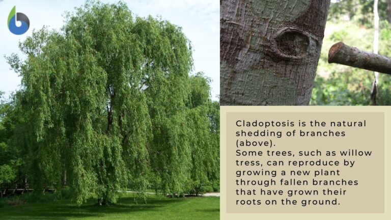 Fragmentation - Definition and Examples - Biology Online Dictionary