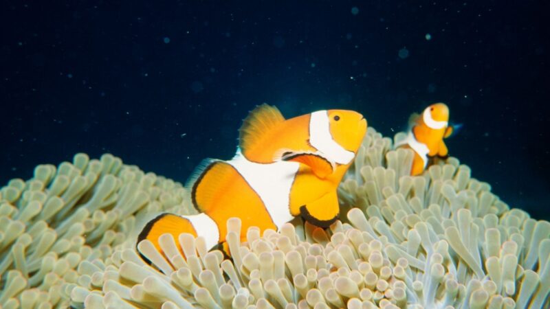 Commensalism Definition and Examples - Biology Online Dictionary