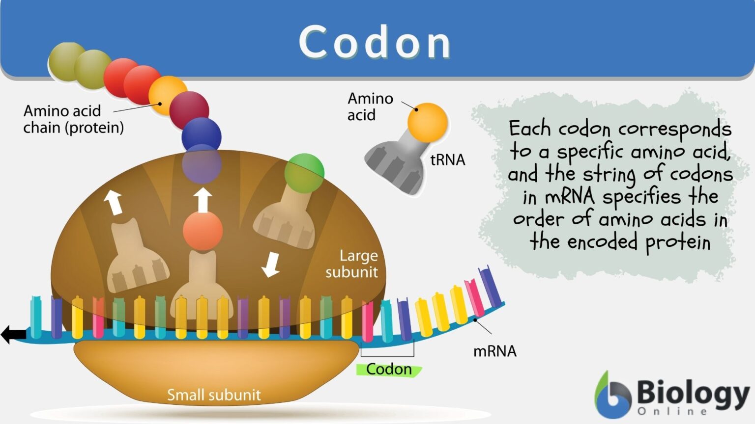 Codon - Definition and Examples - Biology Online Dictionary Codon - Definition and Examples - Biology Online Dictionary