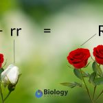 Law of Dominance - Definition and Examples - Biology Online Dictionary