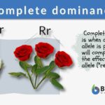 Complete dominance - Definition and Examples - Biology Online Dictionary