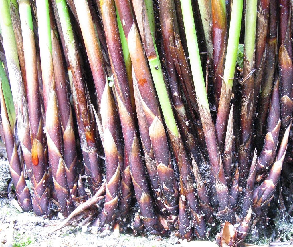 Convoluted - Definition and Examples - Biology Online Dictionary