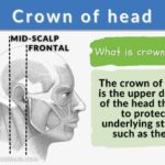 Crown of head - Definition and Examples - Biology Online Dictionary