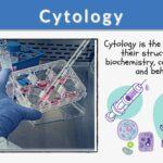 Cytology Definition and Examples - Biology Online Dictionary