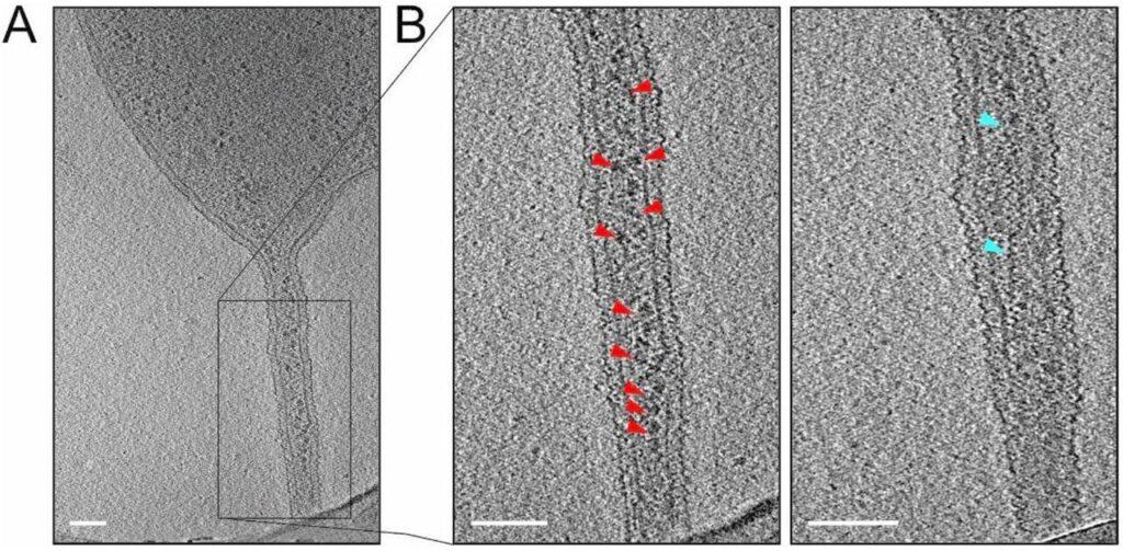Archaea - Definition and Examples - Biology Online Dictionary