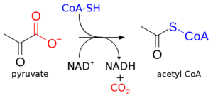 Pyruvic acid Definition and Examples - Biology Online Dictionary