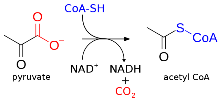 Pyruvic acid Definition and Examples - Biology Online Dictionary