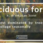 Deciduous forest Definition and Examples - Biology Online Dictionary