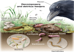 Decomposer Definition and Examples - Biology Online Dictionary