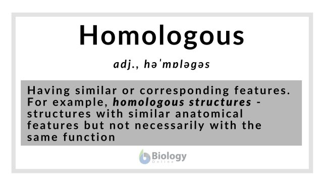 Homologous - Definition and Examples - Biology Online Dictionary