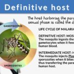 Definitive host - Definition and Examples - Biology Online Dictionary