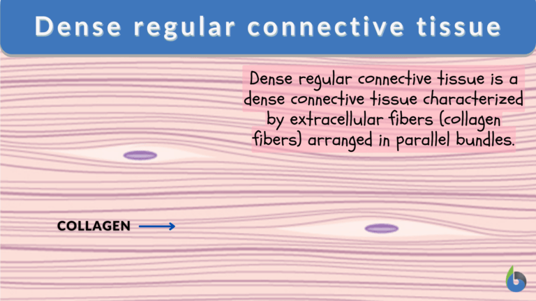 Dense regular connective tissue - Definition and Examples - Biology ...