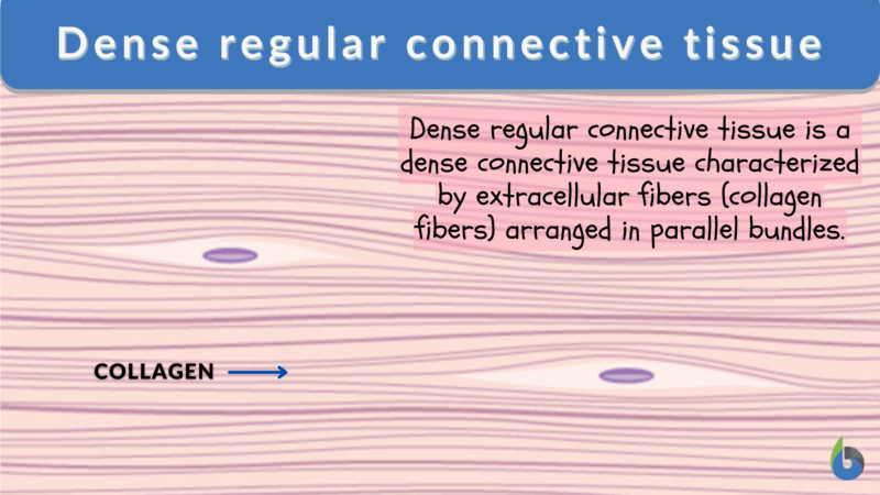 Dense regular connective tissue - Definition and Examples - Biology ...