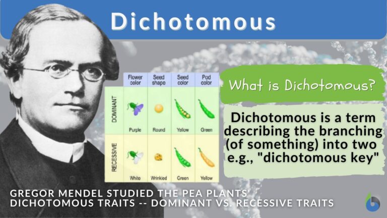 Dichotomous - Definition and Examples - Biology Online Dictionary