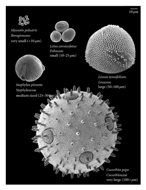 Pollen Grain Definition and Examples - Biology Online Dictionary