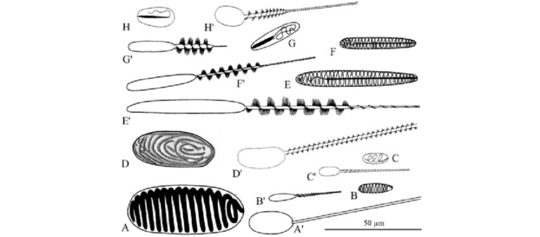 Nematocyst - Definition and Examples - Biology Online Dictionary