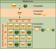 Genotypic ratio - Definition and Examples - Biology Online Dictionary