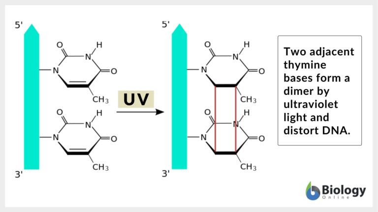 Mutagen - Definition and Examples - Biology Online Dictionary