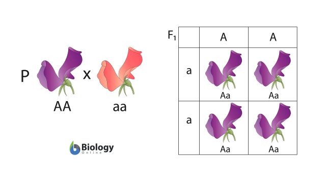 Dominance - Definition and Examples - Biology Online Dictionary