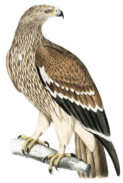 Aves - Definition and Examples - Biology Online Dictionary