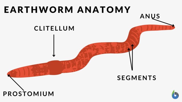 Metamerism Definition and Examples - Biology Online Dictionary