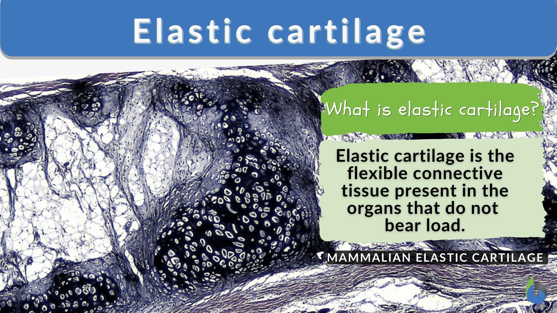 Elastic Cartilage Connective Tissue Labeled