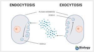 Endocytosis Definition and Examples - Biology Online Dictionary